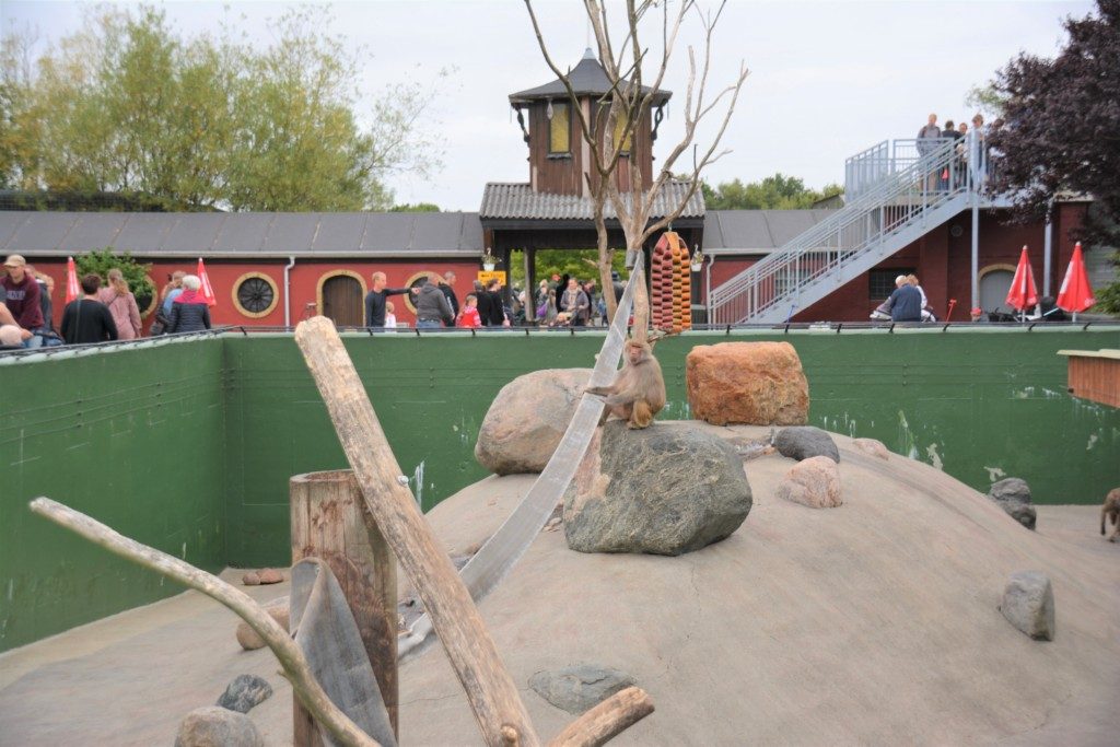 Dagsudflugt til Jyllands Park Zoo - Helles Univers